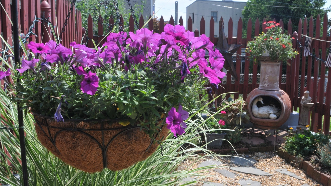 8 colorful flowers perfect for summer containers