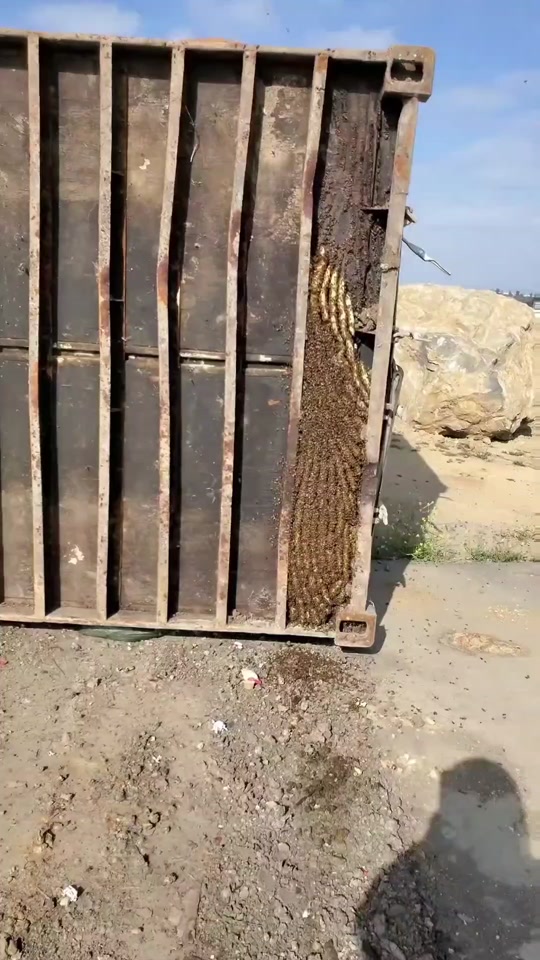 Massive wild beehives hidden inside this metal wall