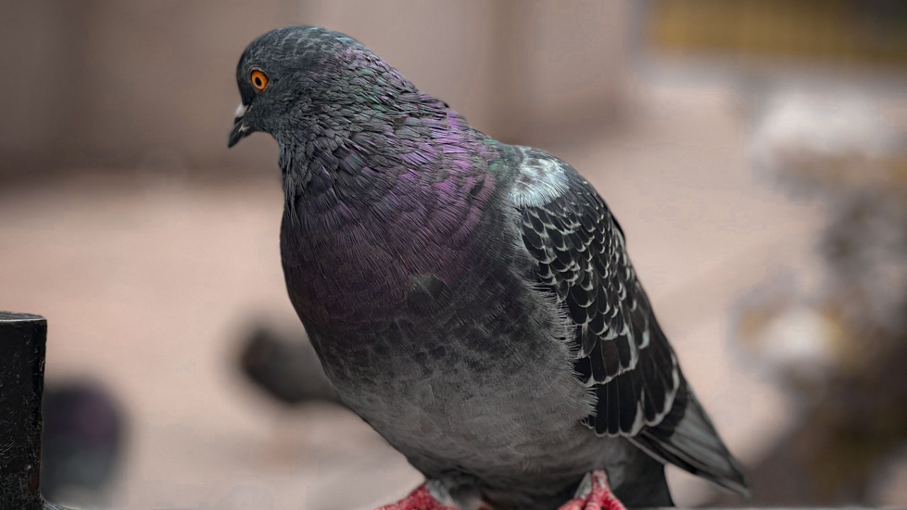 Iron-packed liver cells in pigeons act like tiny magnetic compasses, a ...