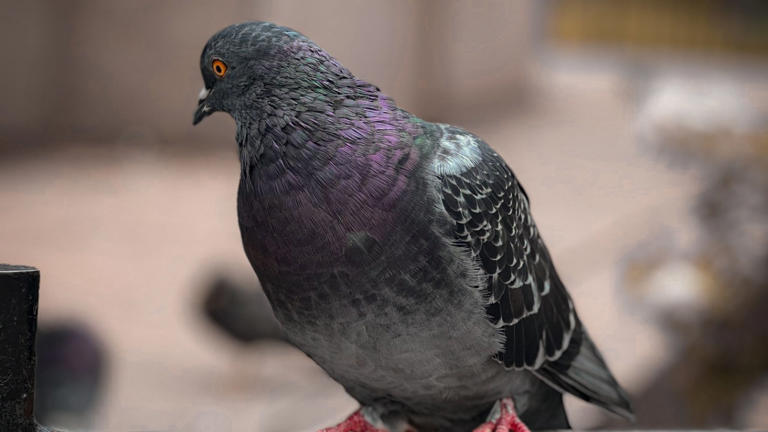 Iron-packed liver cells in pigeons act like tiny magnetic compasses, a ...