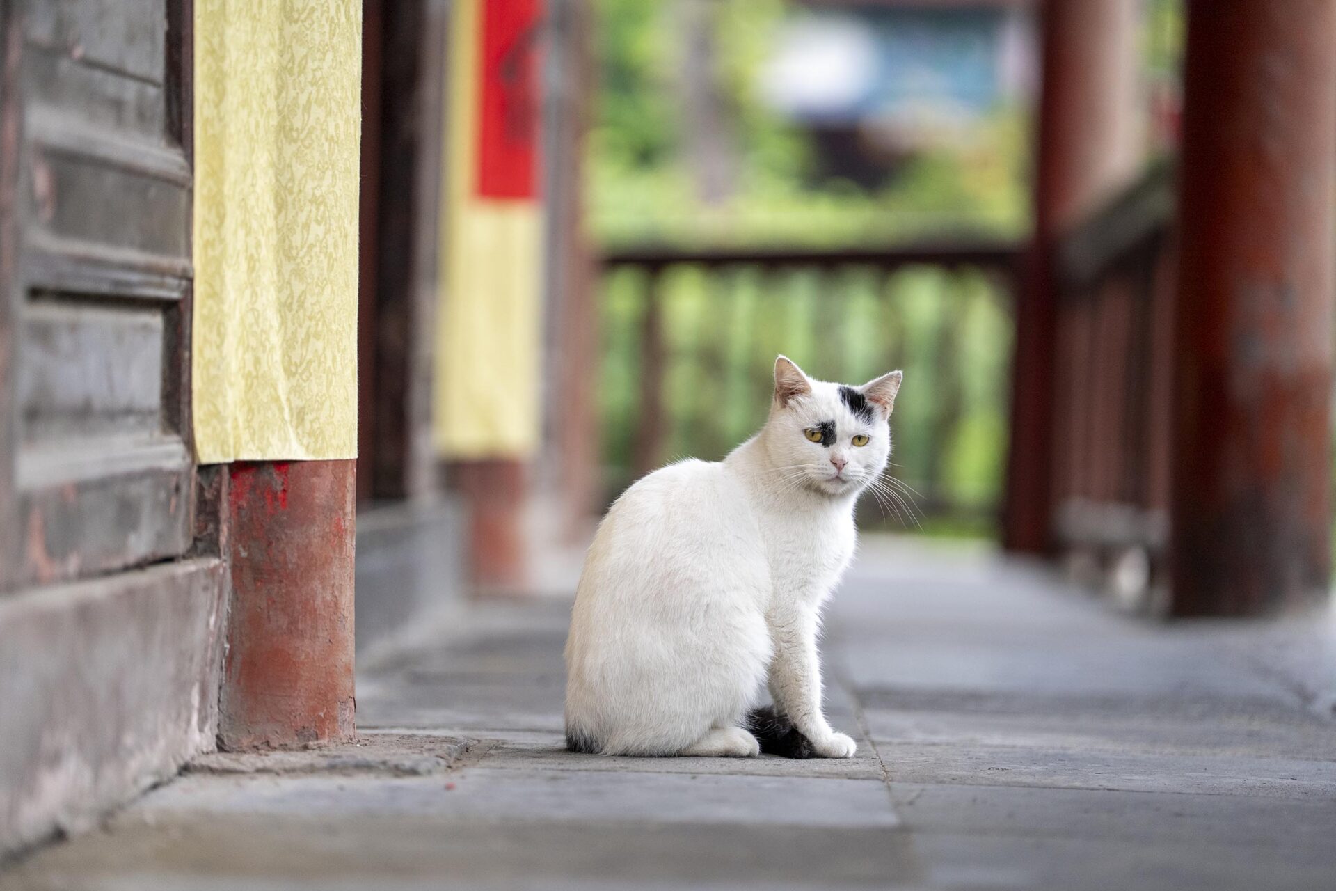 Cuidar de gatos: um trabalho que permite viver de graça em uma bela ...