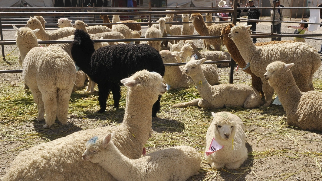 Llamas vs alpacas decoded for animal lovers