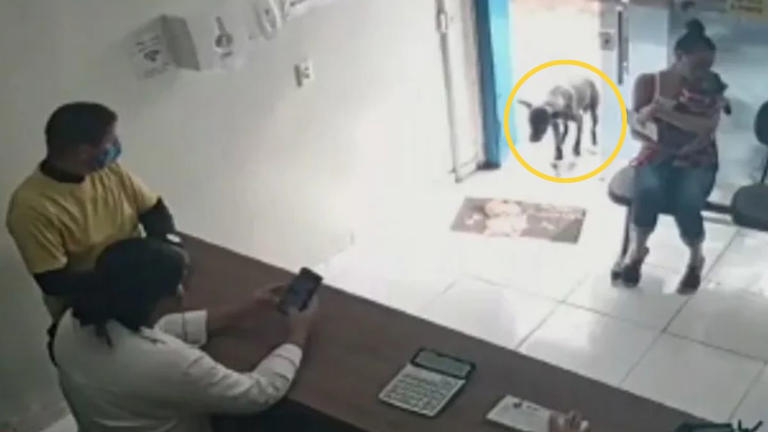 Is video of injured stray dog limping into veterinary clinic real?