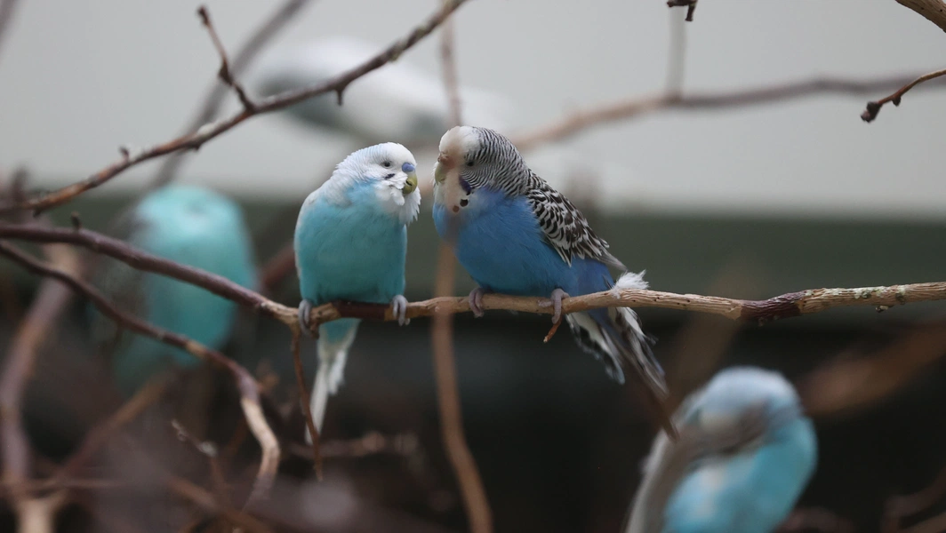 10 friendly pet birds that enjoy human interaction