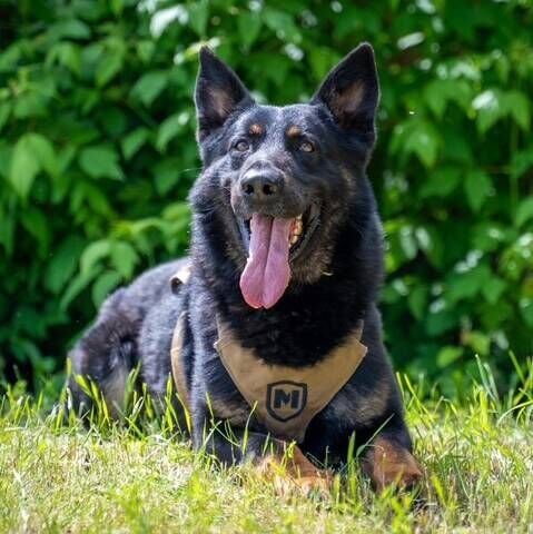 Police dog assists in arresting Dauphin man after break-in
