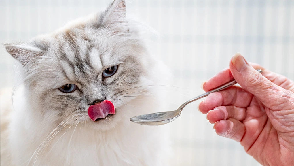 Practical tips for a healthier, happier cat