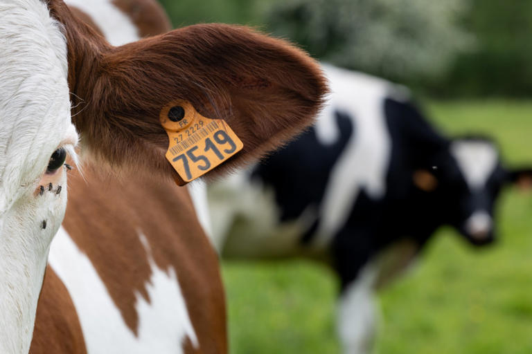 As lone star tick spreads in North America, posts baselessly blame ...