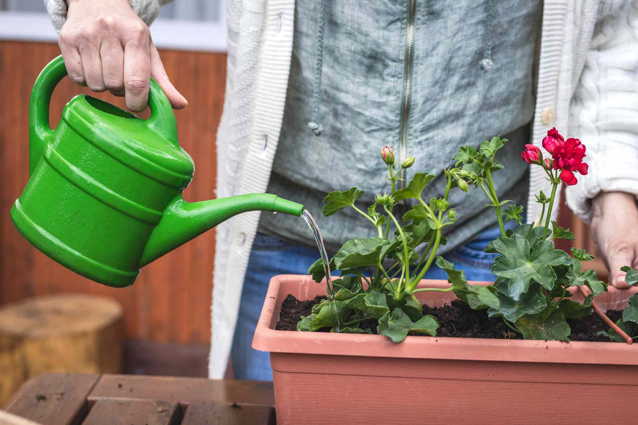 Geraniums looking puny? Pro gardeners say these 6 things could be to blame