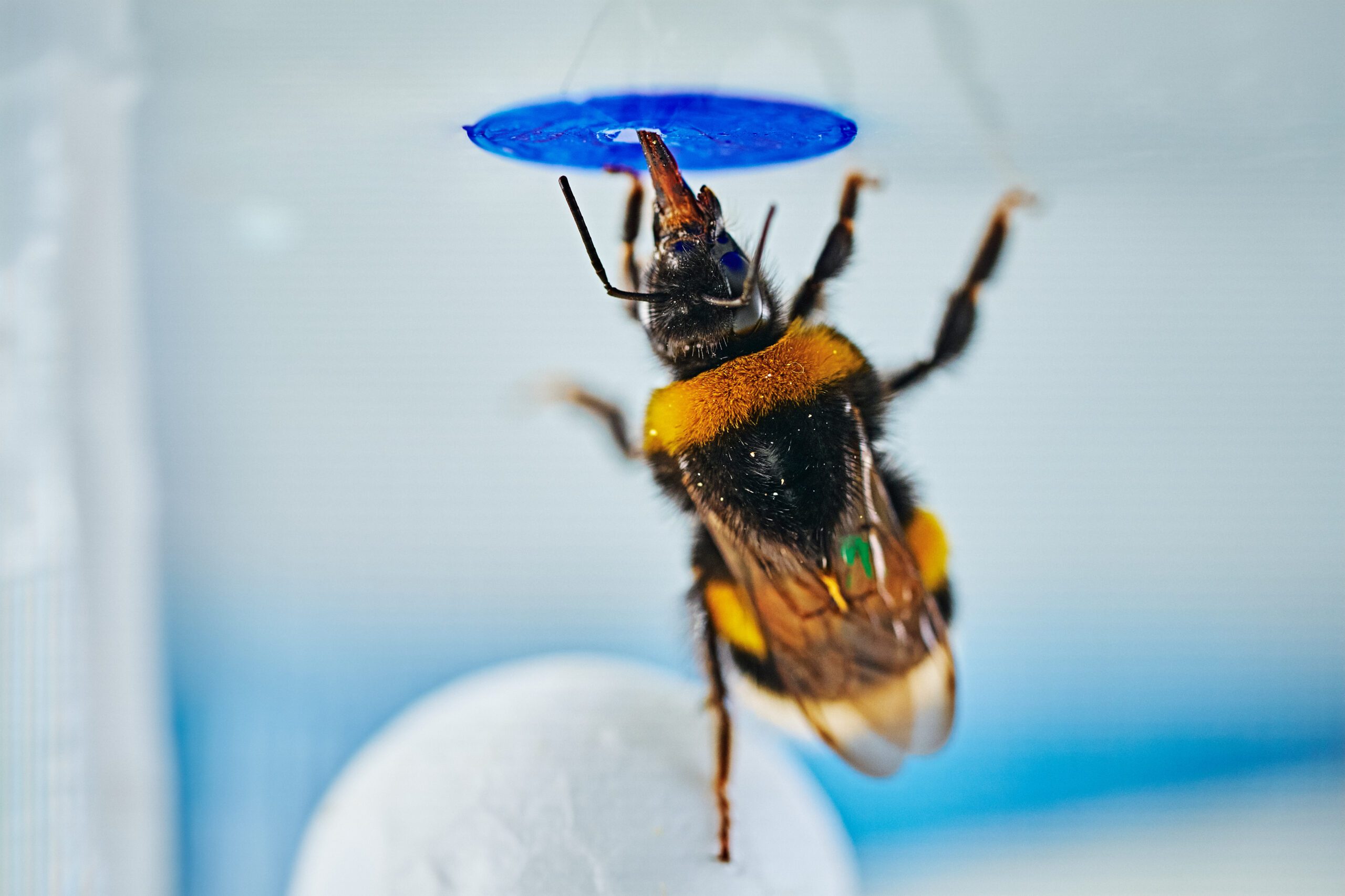 Bumble bees are the brainboxes of the insect world