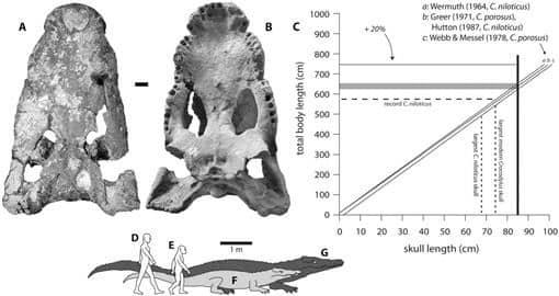 Scientists unearth 27-foot crocodile that once hunted early humans ...