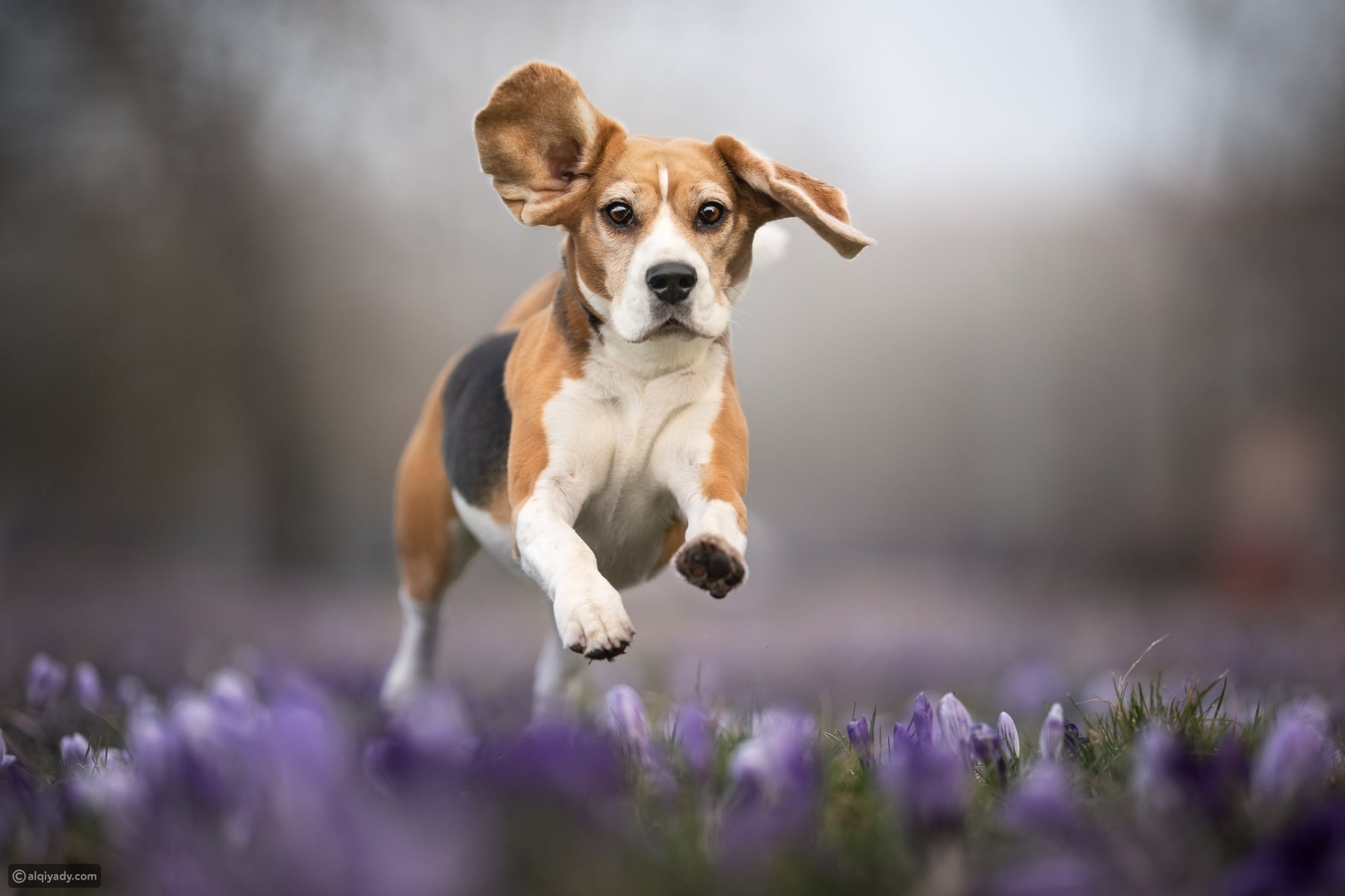 Thinking about getting a dog? Read this list first