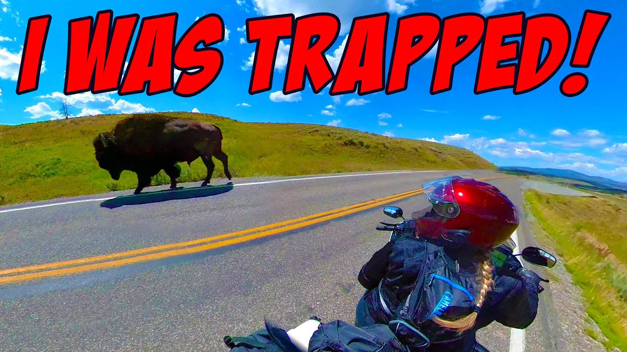Riding through Yellowstone: my wild encounter