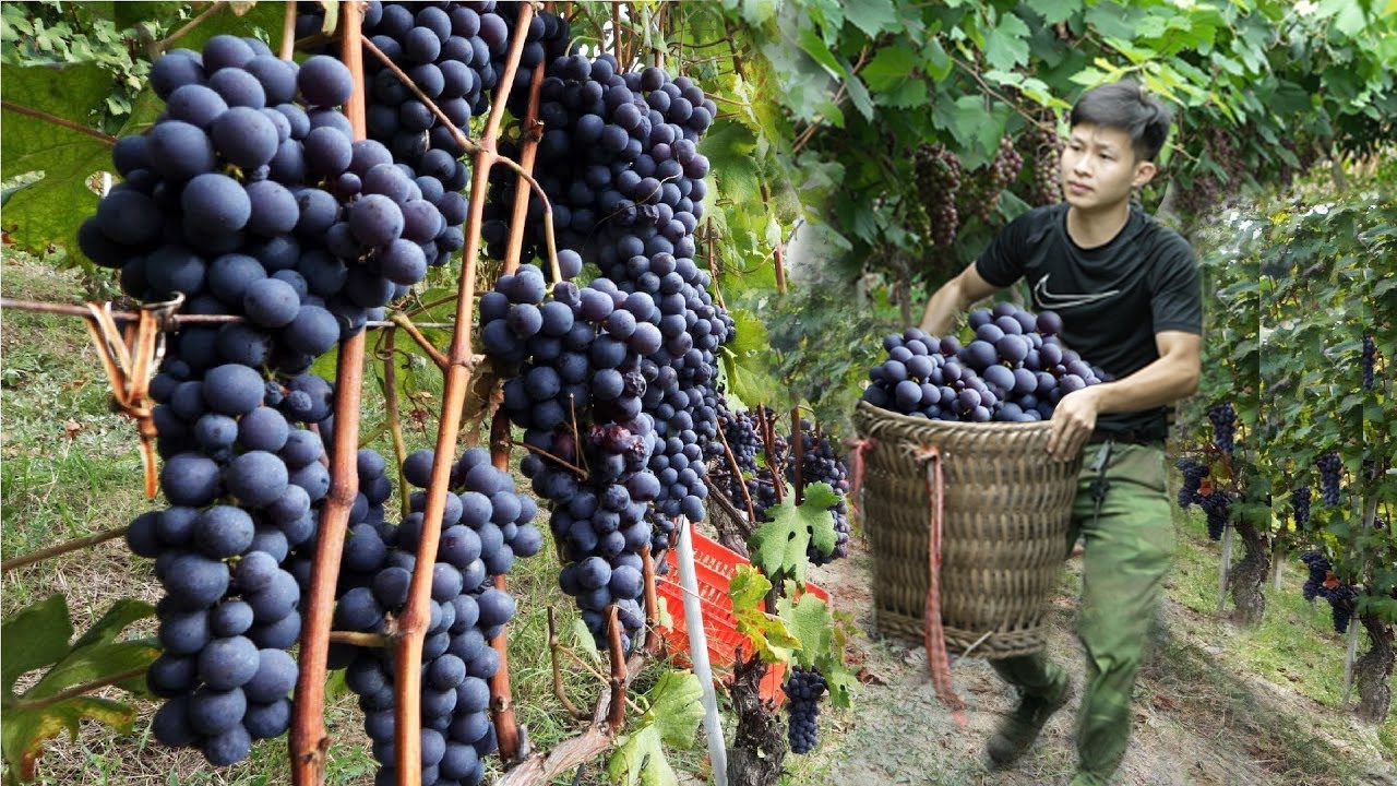 I harvest grapes to build my dream home