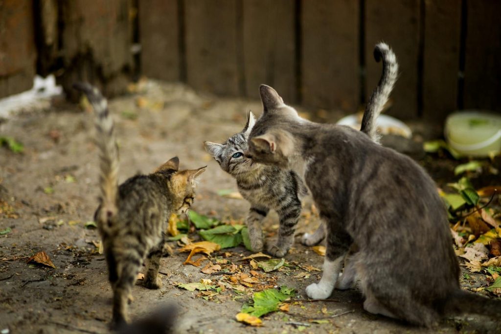 Why a protective mama cat adopted six strange orphans