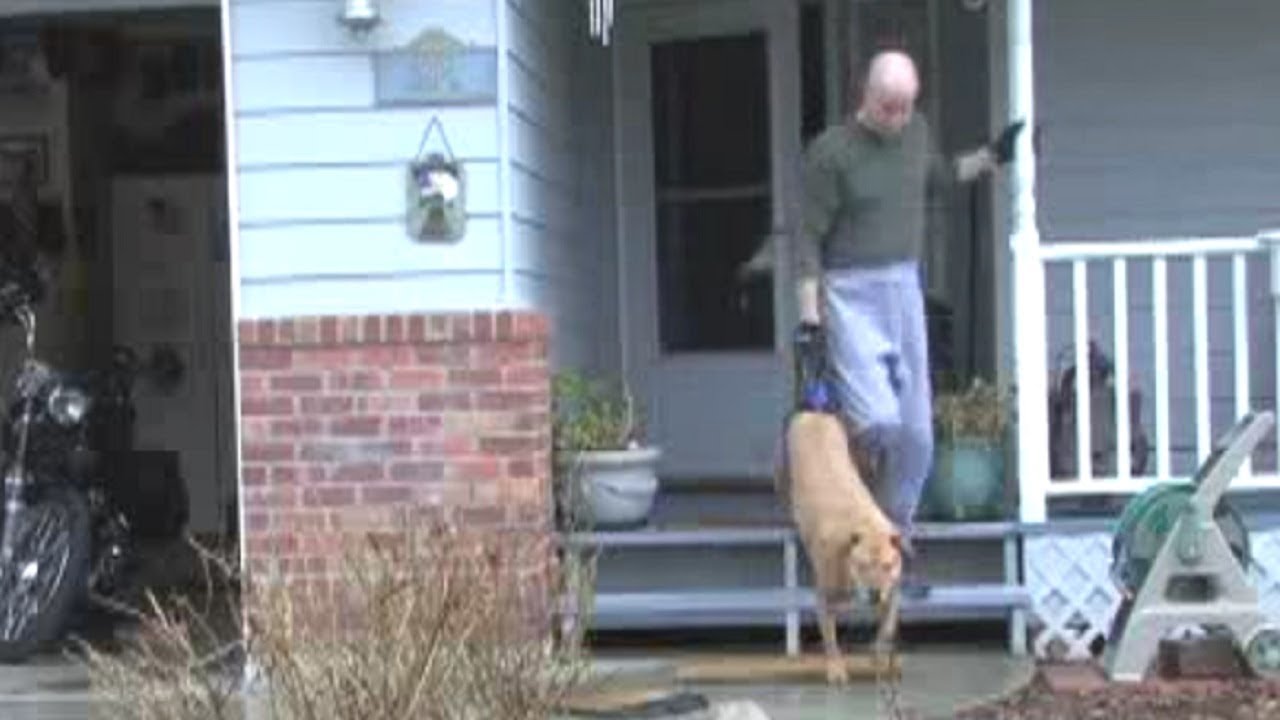 Paralyzed dog able to go on walks thanks to his owner’s awesome invention