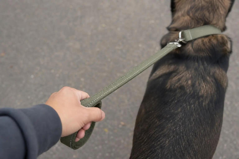 Pet dog owners booked after canine allegedly bites 10 people in Parvati ...