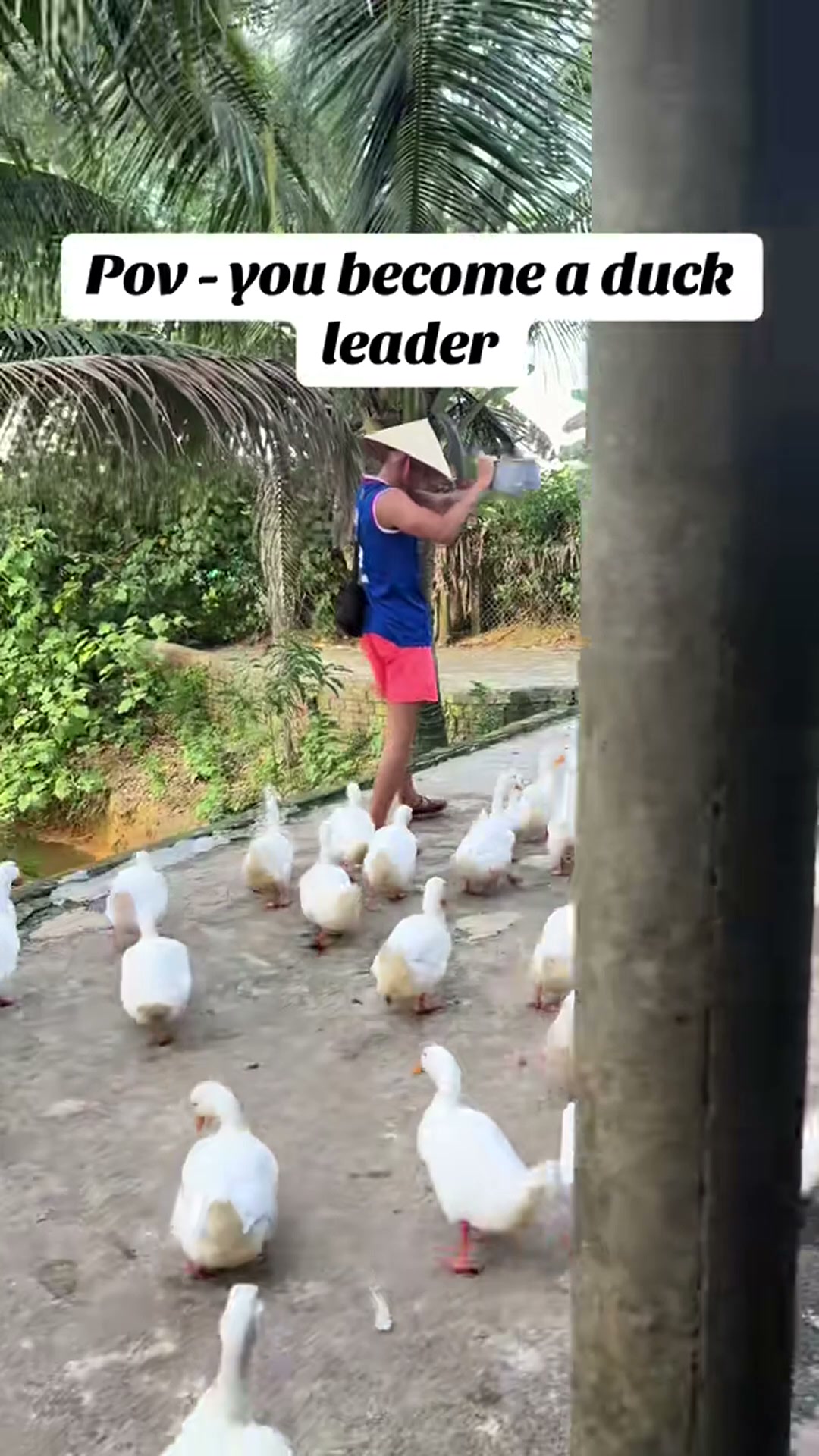 Leading a flock of ducks through the farmyard adventure