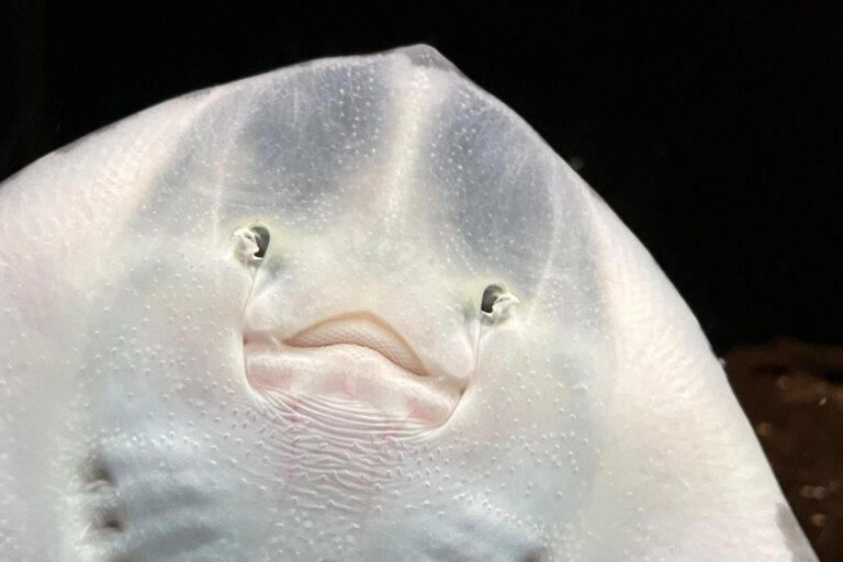 Offshore wind power cables can affect sensory system of sharks and rays ...