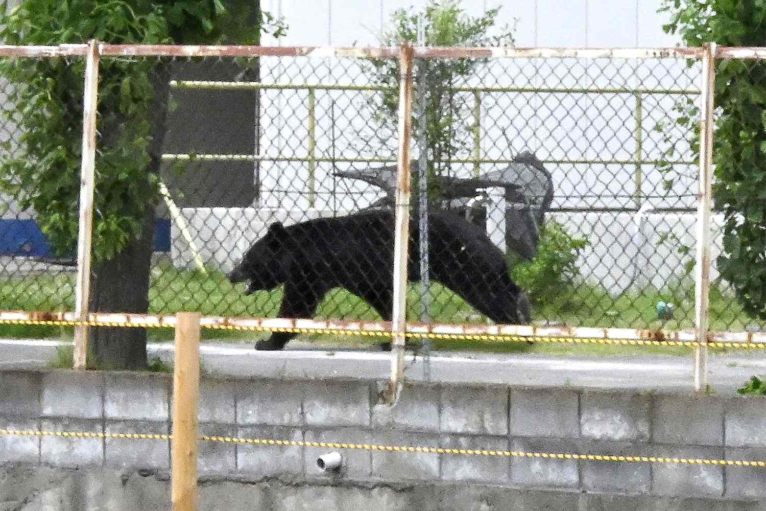 4 people injured after bear rampages through office complex and ...