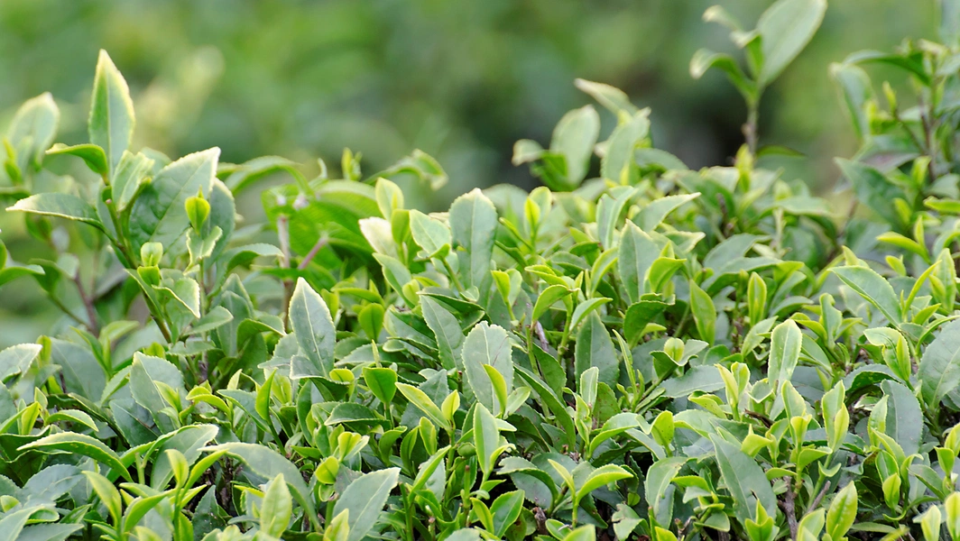 5 unique Texas spice and tea shops