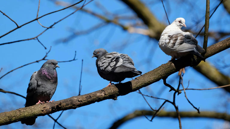 Pigeons injected with clodronate liposomes to silence liver macrophages ...