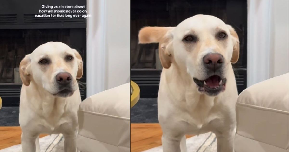 Labrador-pitbull's post-holiday meltdown has pet owners cracking up