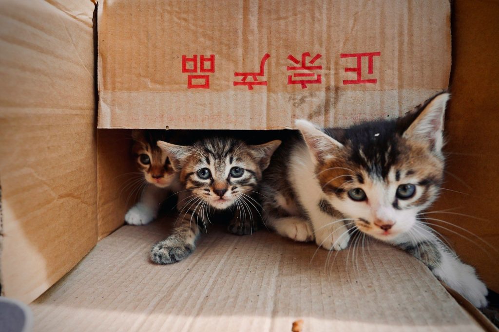 Why a protective mama cat adopted six strange orphans