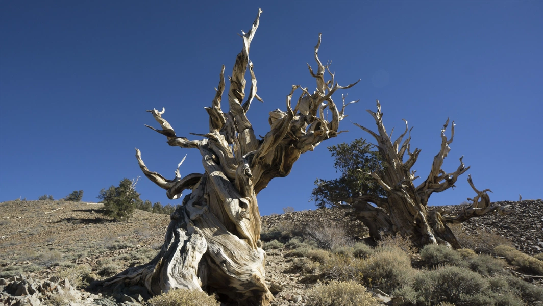 California's oldest and tallest trees