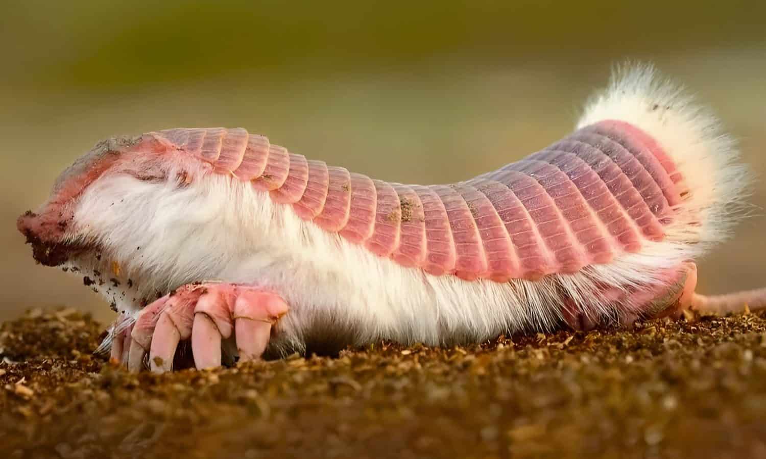 9 animals so strange they almost don’t seem real