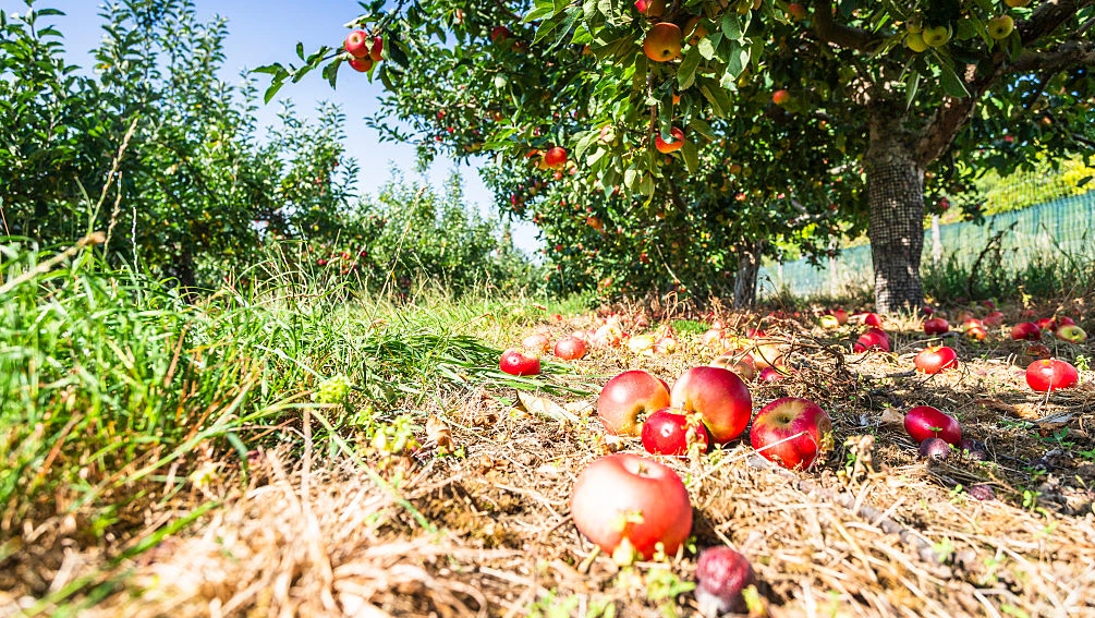 How to grow a thriving mini backyard orchard