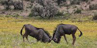 After dodging extinction, will the black wildebeest now fade away to blue?