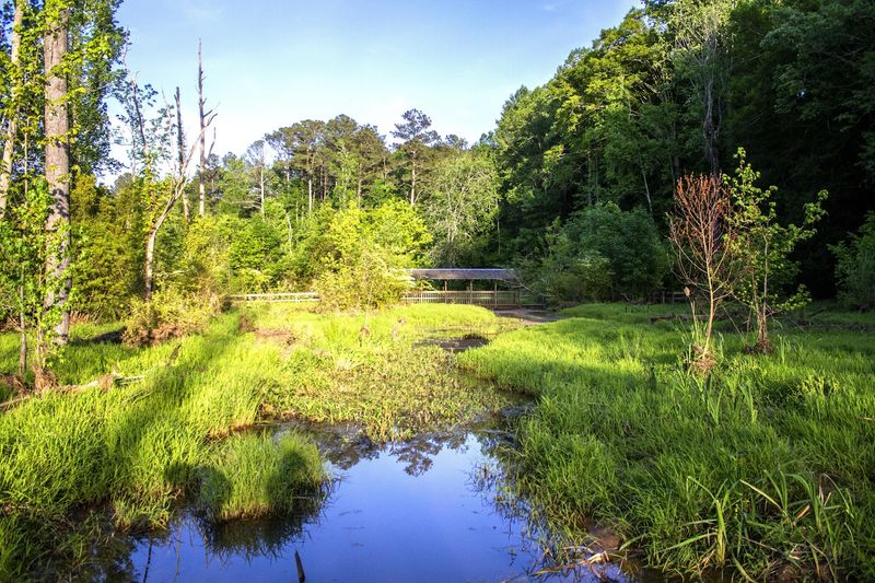 The Iowa swamp where frogs get so loud you have to shout over them in ...