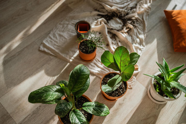 El truco casero poco conocido para regar tus plantas cuando te vas de ...