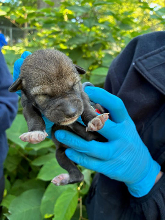 Miller Park Zoo celebrating the birth of endangered red wolf pups