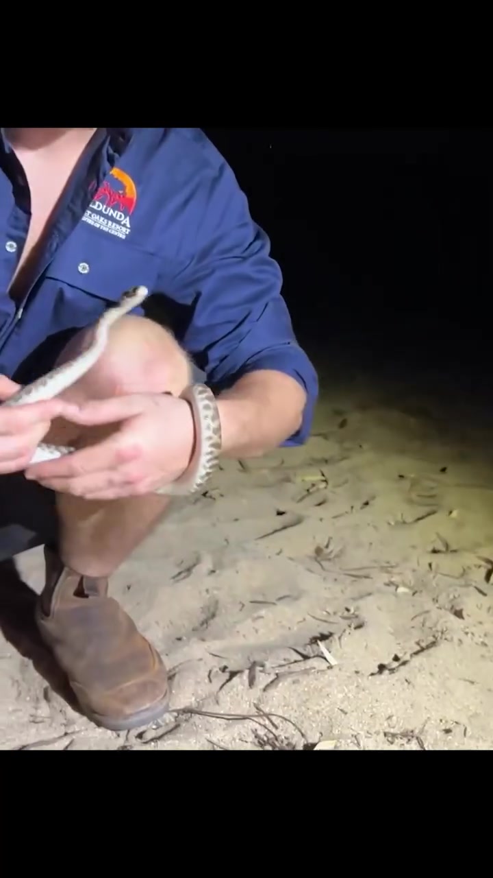 Observing a venomous snake in the wild