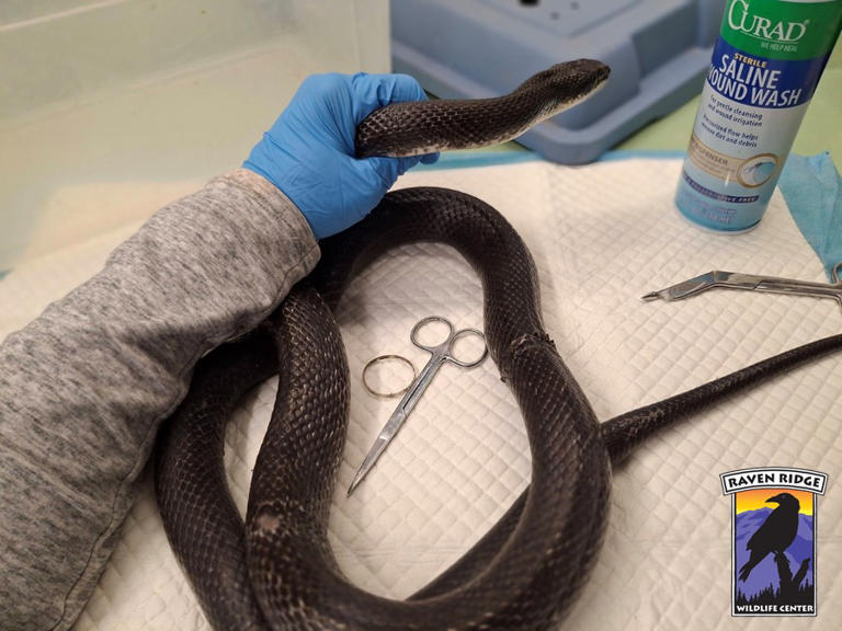 Local wildlife center rescues snake with ring wrapped around it