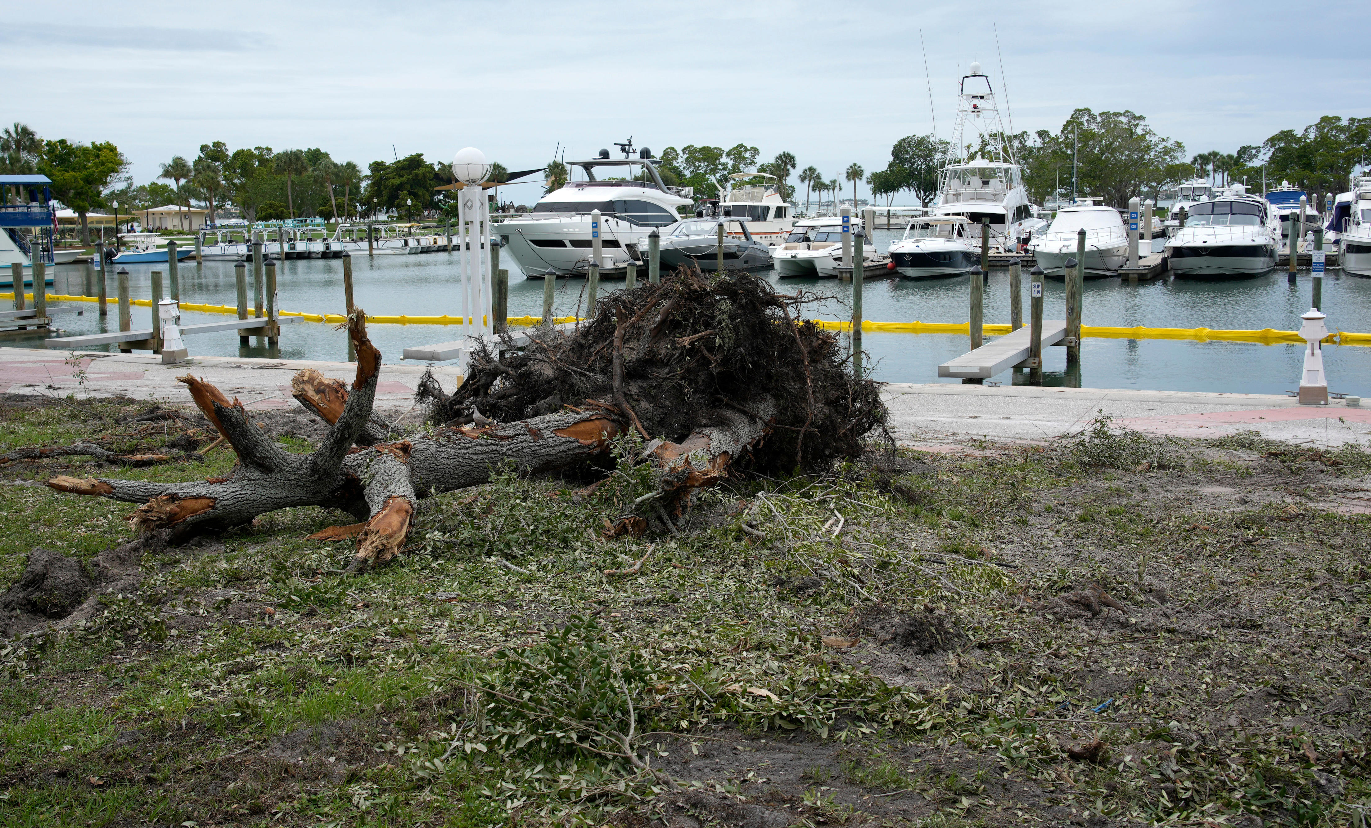 Sarasota’s Bayfront Park will lose 30 trees. Here’s why