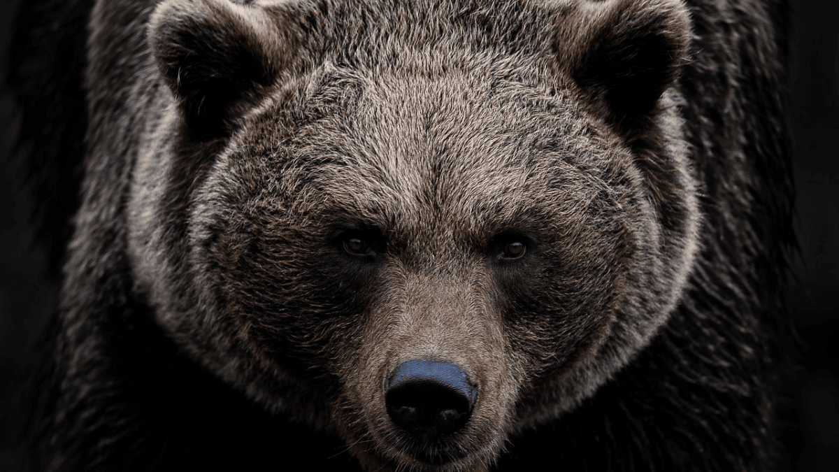 10 animals you would never want to surprise in the wild
