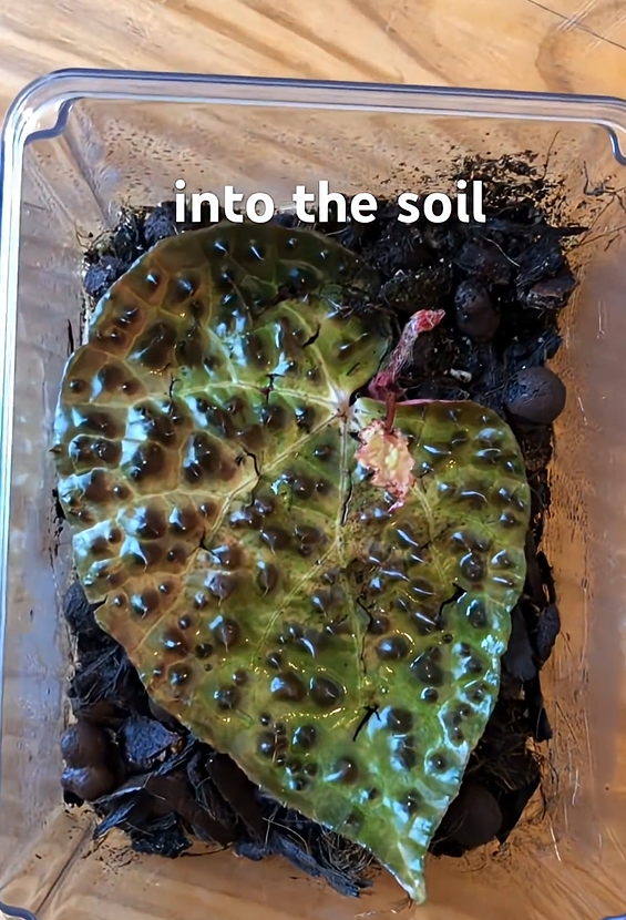 Begonia leaf propagation: Easy DIY plant growing method