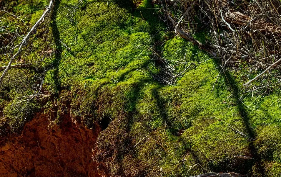 Why moss might be your lawn’s best friend