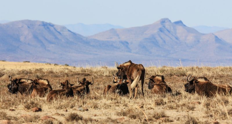 After dodging extinction, will the black wildebeest now fade away to blue?
