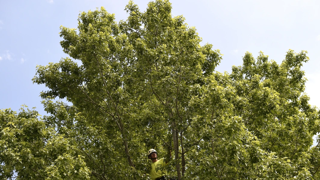 Tree care tips for safer, healthier yards