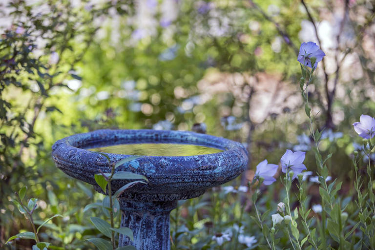 Can you use vinegar to safely clean bird bath algae? Wildlife pros say ...