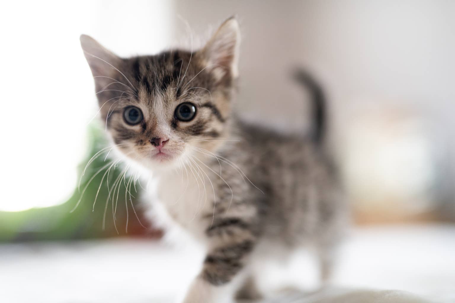 Tiny kitten found trapped inside a wall gets the most perfect name