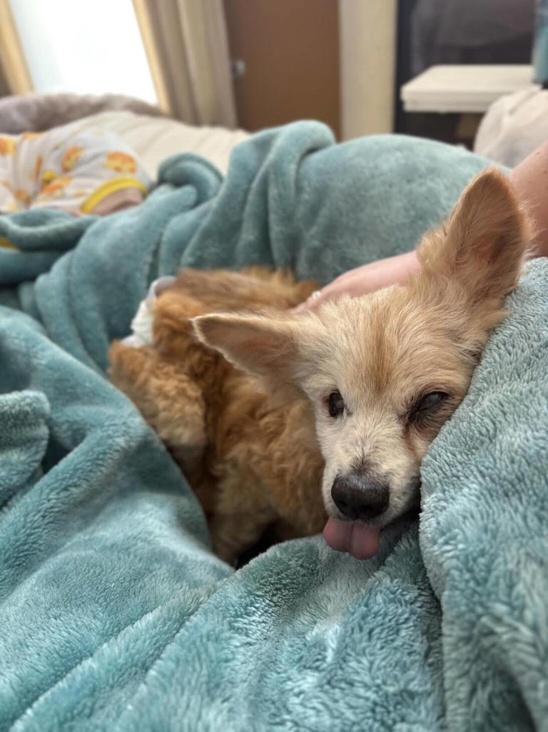 22-year-old dog was returned to the shelter after 15 years with her family