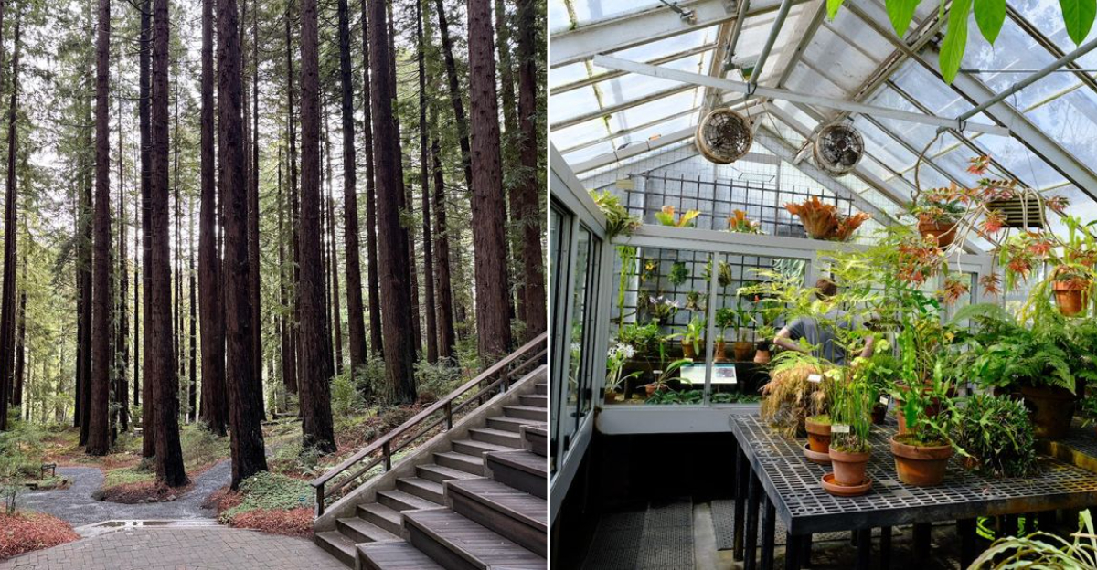 One of California’s most stunning university botanical gardens that ...
