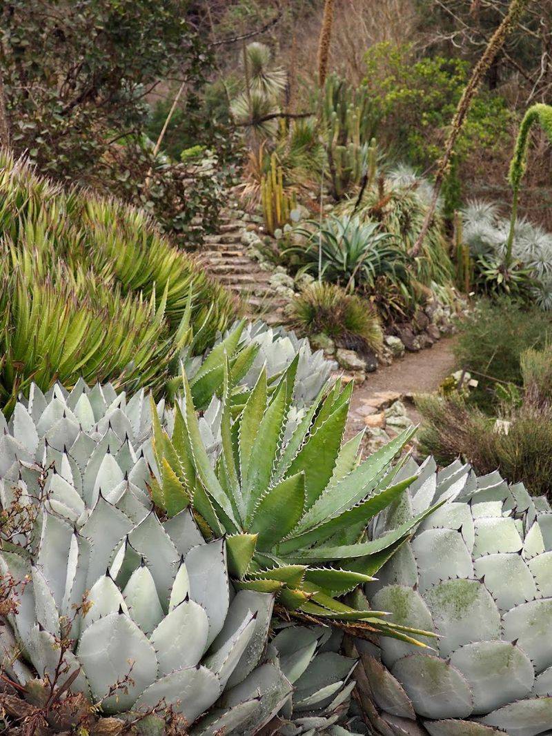 One of California’s most stunning university botanical gardens that ...