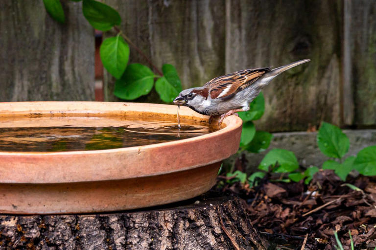 Can you use vinegar to safely clean bird bath algae? Wildlife pros say ...