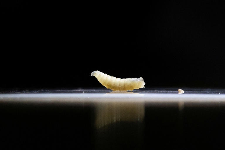 What is New World screwworm, the flesh-eating pest detected in Texas?