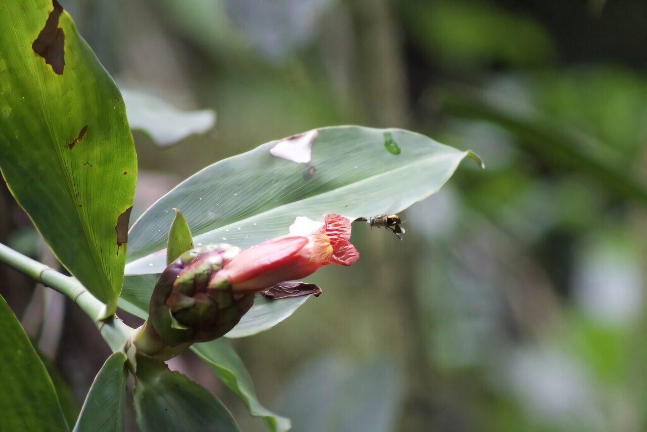 The best pollinators can drive evolutionary changes in flowers